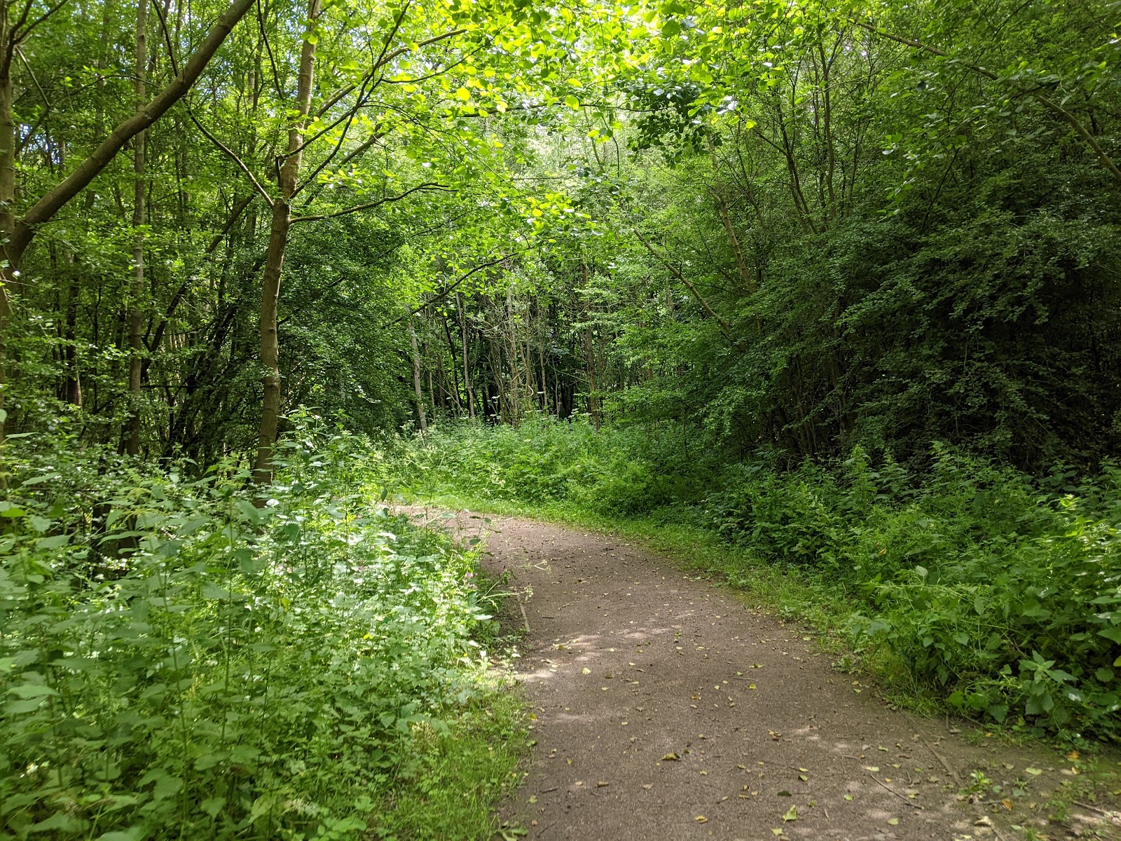 Willesley Wood (2025) – Best of TikTok, Instagram & Reddit Travel Guide