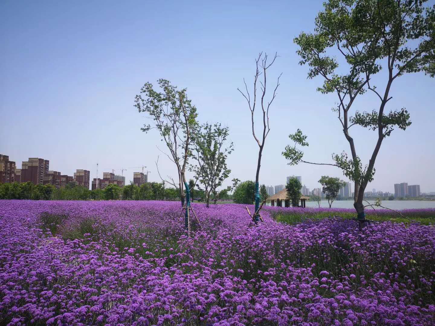 Jinyin Lake Wetland Park (2026) – Best of TikTok, Instagram & Reddit ...