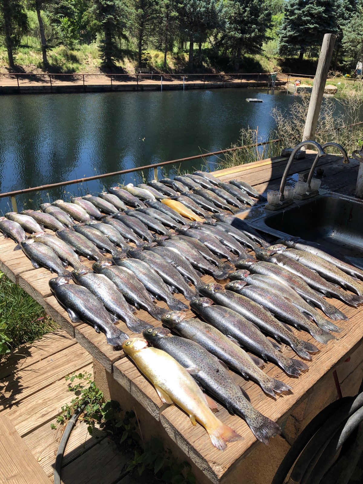 Seeping Springs Trout Lakes (2026) – Best of TikTok, Instagram & Reddit ...