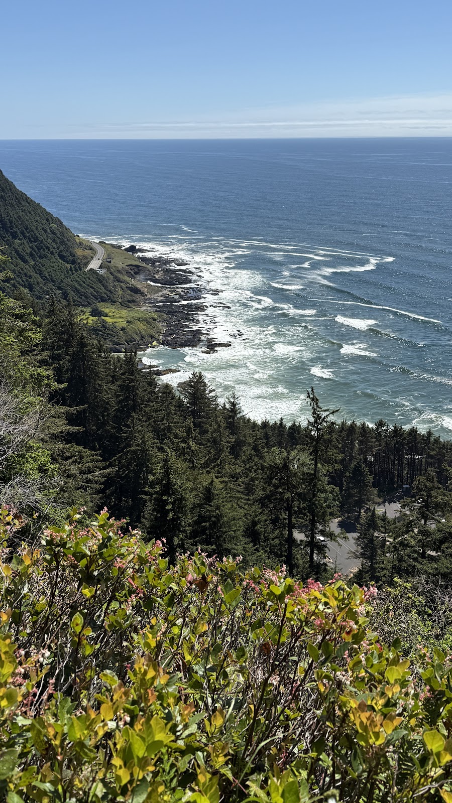 Giant Spruce Cape Perpetua (2026) – Best of TikTok, Instagram & Reddit ...