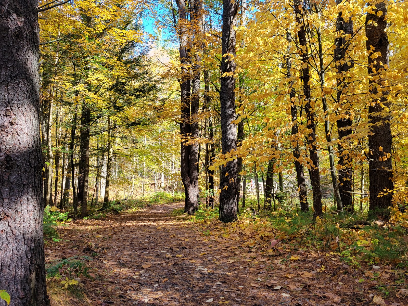 Rush Pond Trail (2026) – Best of TikTok, Instagram & Reddit Travel Guide