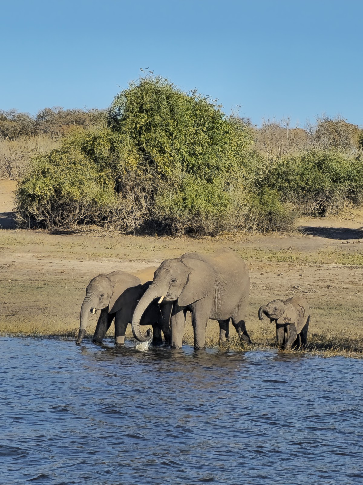 Chobe National Park (2025) – Best of TikTok, Instagram & Reddit Travel ...