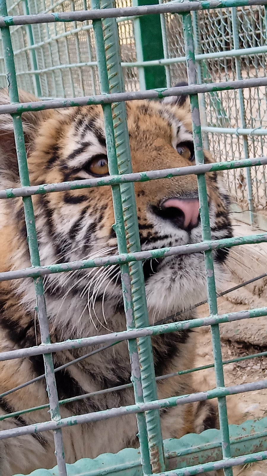 Ashgabat Zoo (2026) – Best of TikTok, Instagram & Reddit Travel Guide