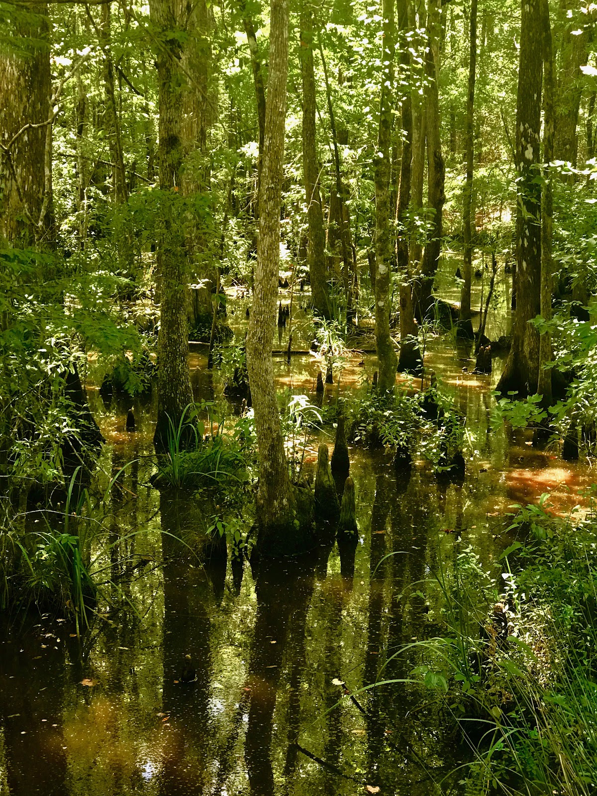 Plantersville Scenic Byway (2026) – Best of TikTok, Instagram & Reddit ...