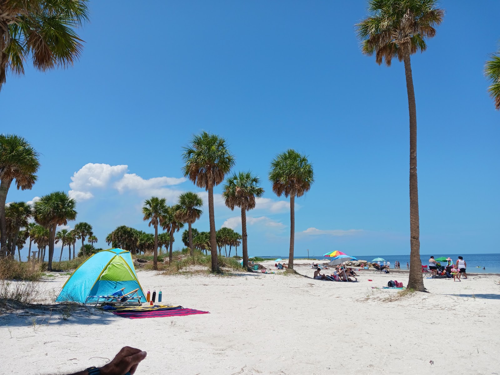 Fred Howard Park (2025) – Best of TikTok, Instagram & Reddit Travel Guide