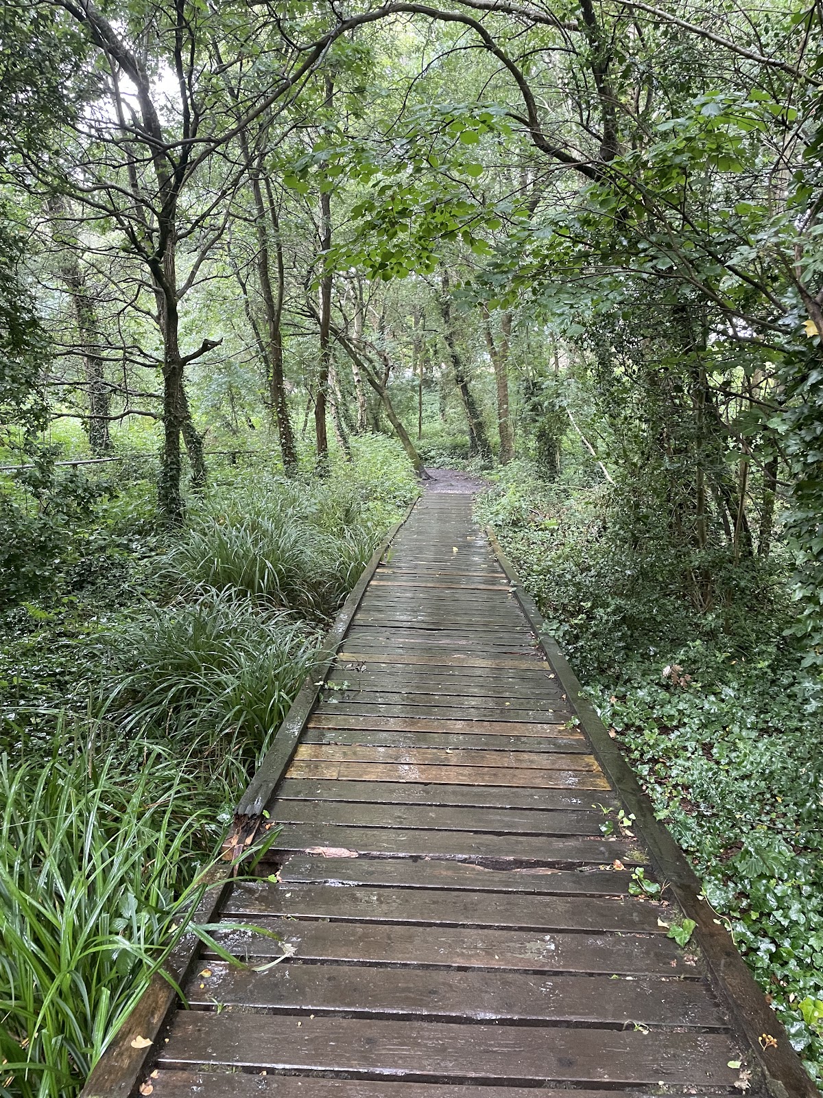 Kinson Common (2026) – Best of TikTok, Instagram & Reddit Travel Guide