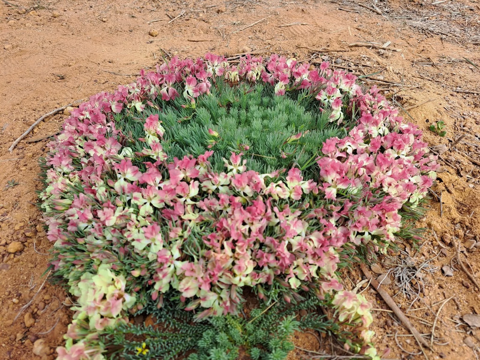 Mullewa Wildflower Country (2026) – Best of TikTok, Instagram & Reddit ...