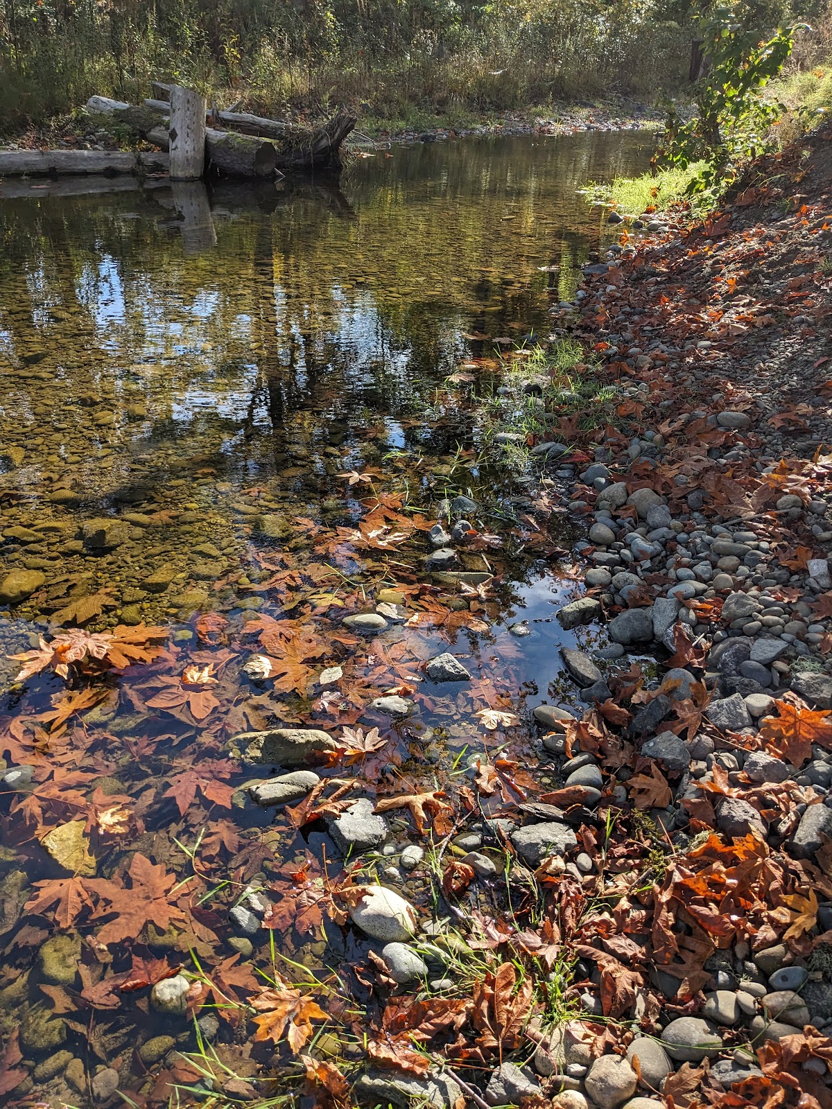 Chico Salmon Park (2025) – Best of TikTok, Instagram & Reddit Travel Guide