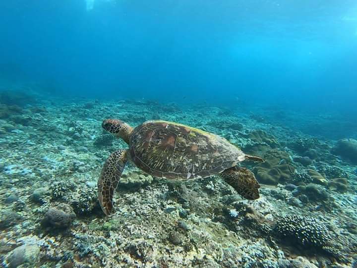Gamat Bay Nusa Penida (2025) – Best of TikTok, Instagram & Reddit ...