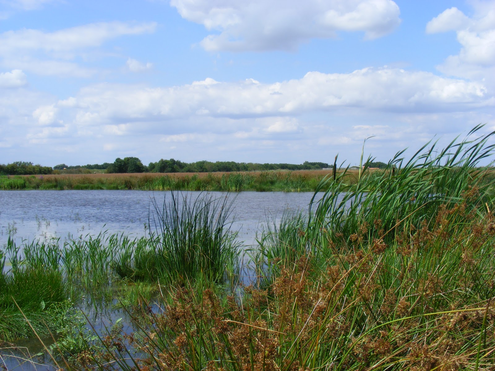 Willow Tree Fen Nature Reserve (2026) – Best of TikTok, Instagram ...