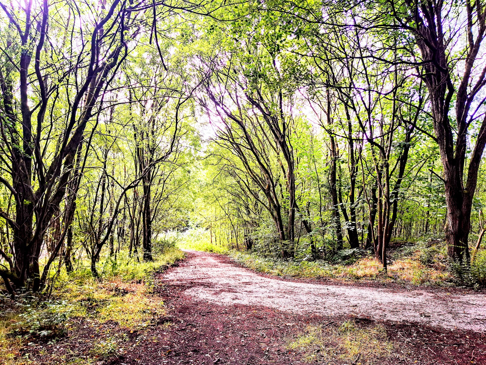 Outwood Trail and Viaduct (2025) – Best of TikTok, Instagram & Reddit ...