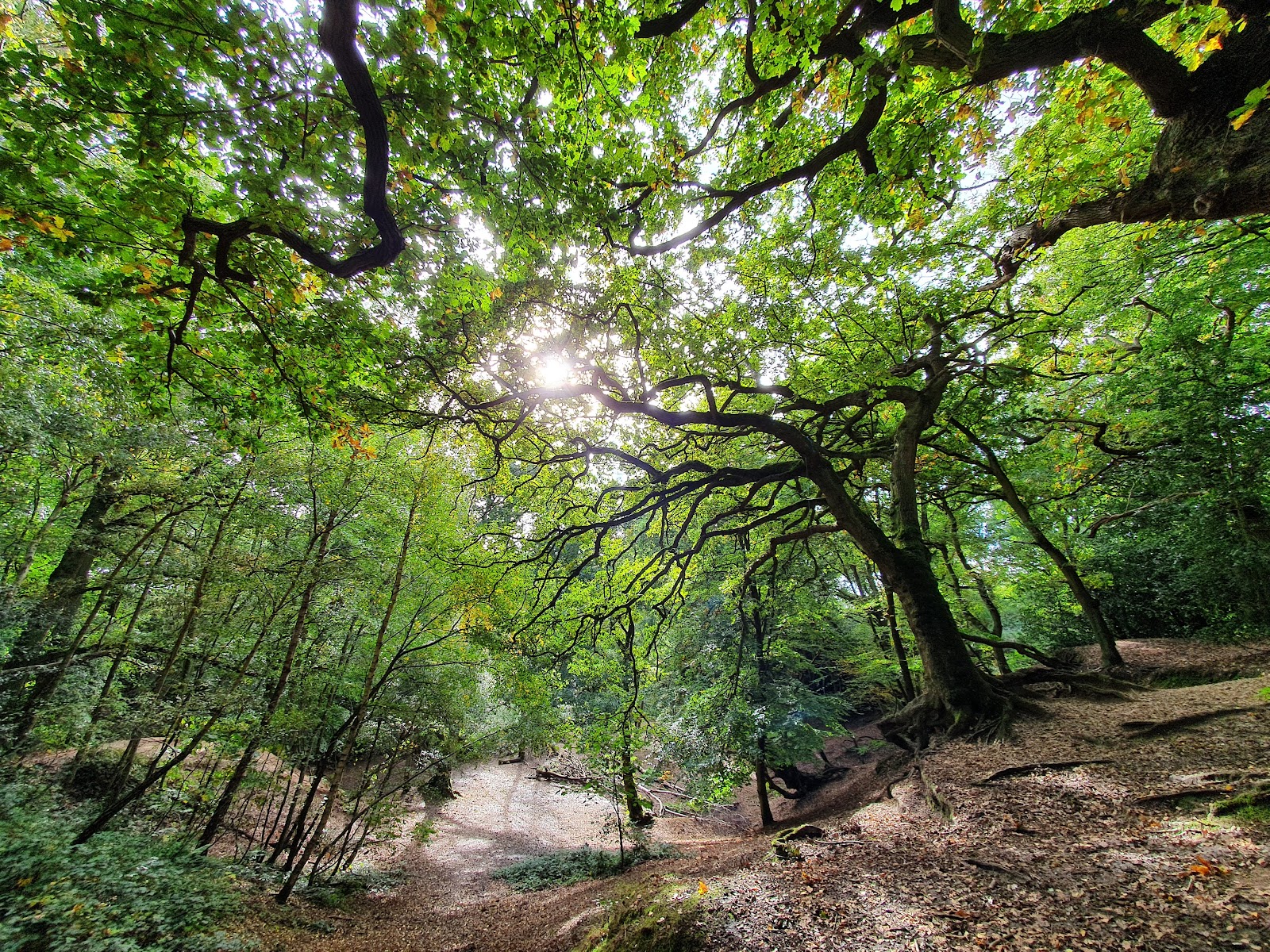 Kenilworth Common (2025) – Best of TikTok, Instagram & Reddit Travel Guide