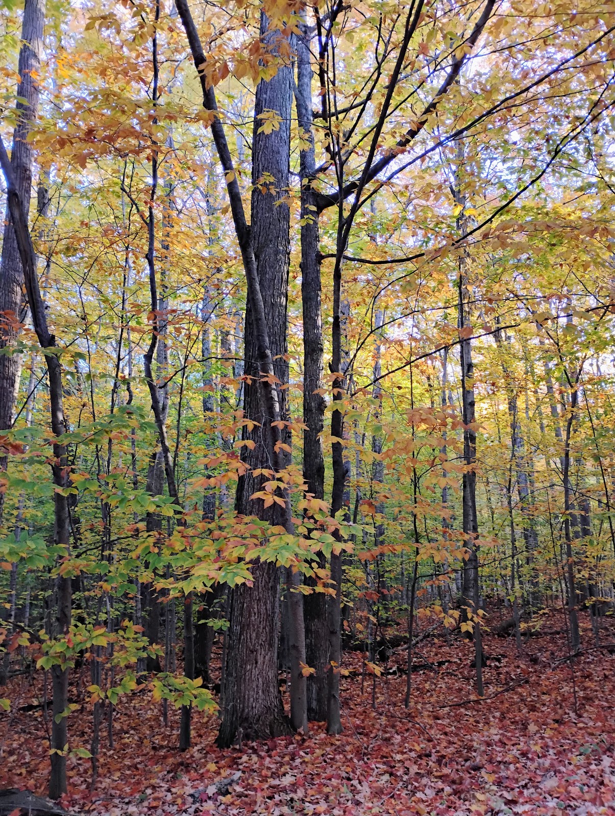 Shauger Hill Trail (2025) – Best of TikTok, Instagram & Reddit Travel Guide