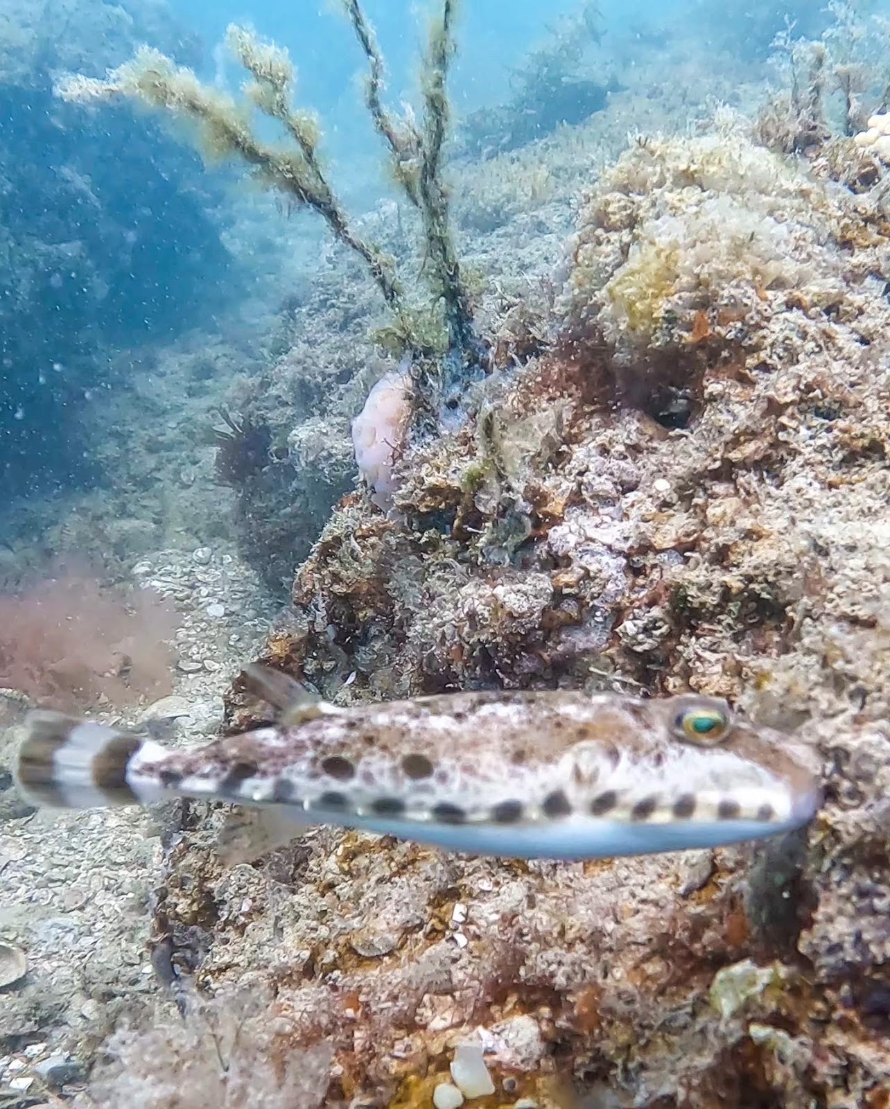 Spanish Rocks Reef (2026) – Best of TikTok, Instagram & Reddit Travel Guide