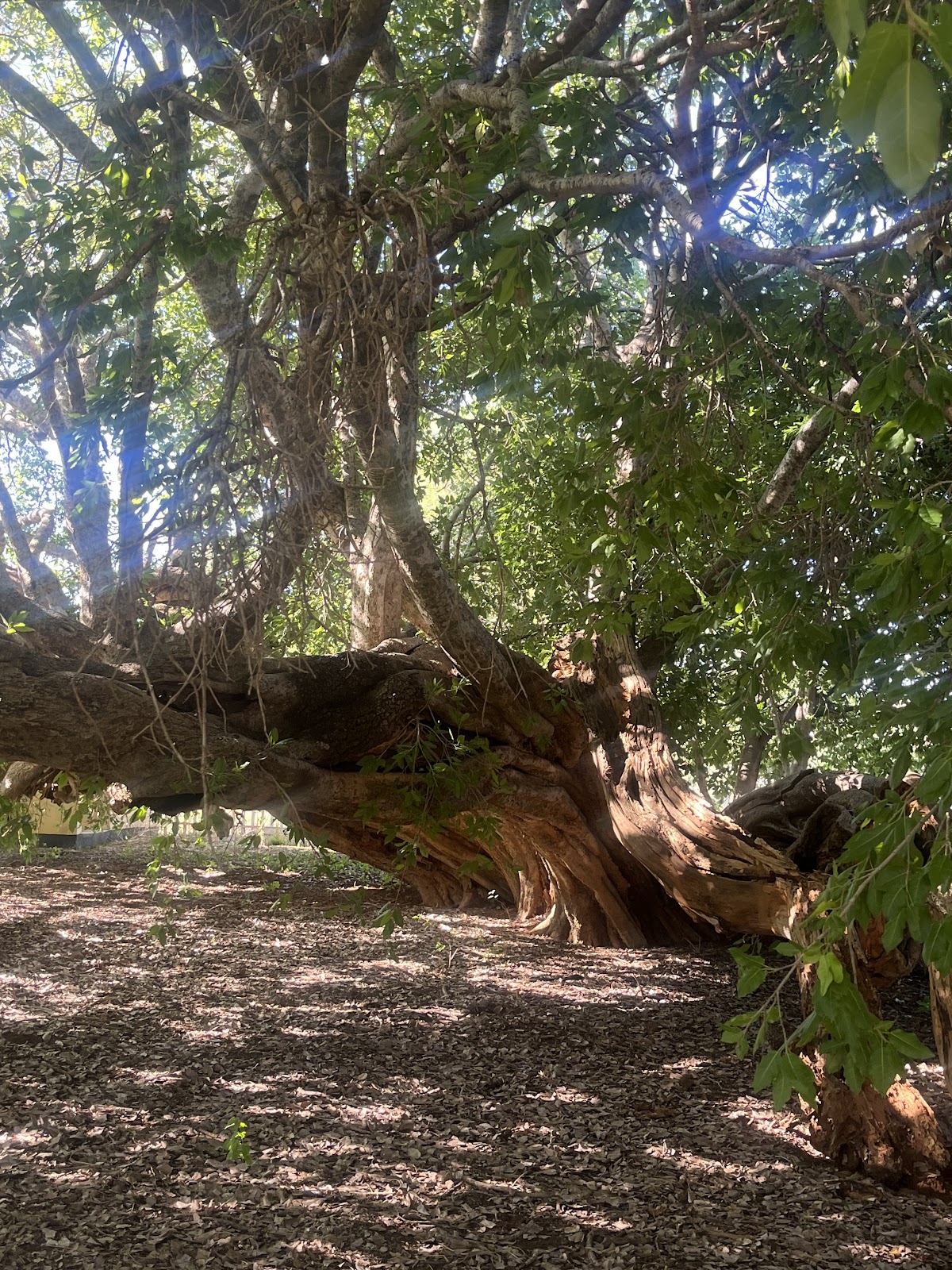 David Livingstone Tree Manyana (2026) – Best of TikTok, Instagram ...