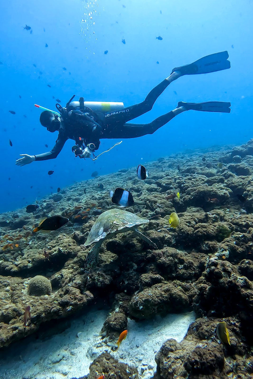 Fish Head Ari Atoll (2026) – Best of TikTok, Instagram & Reddit Travel ...