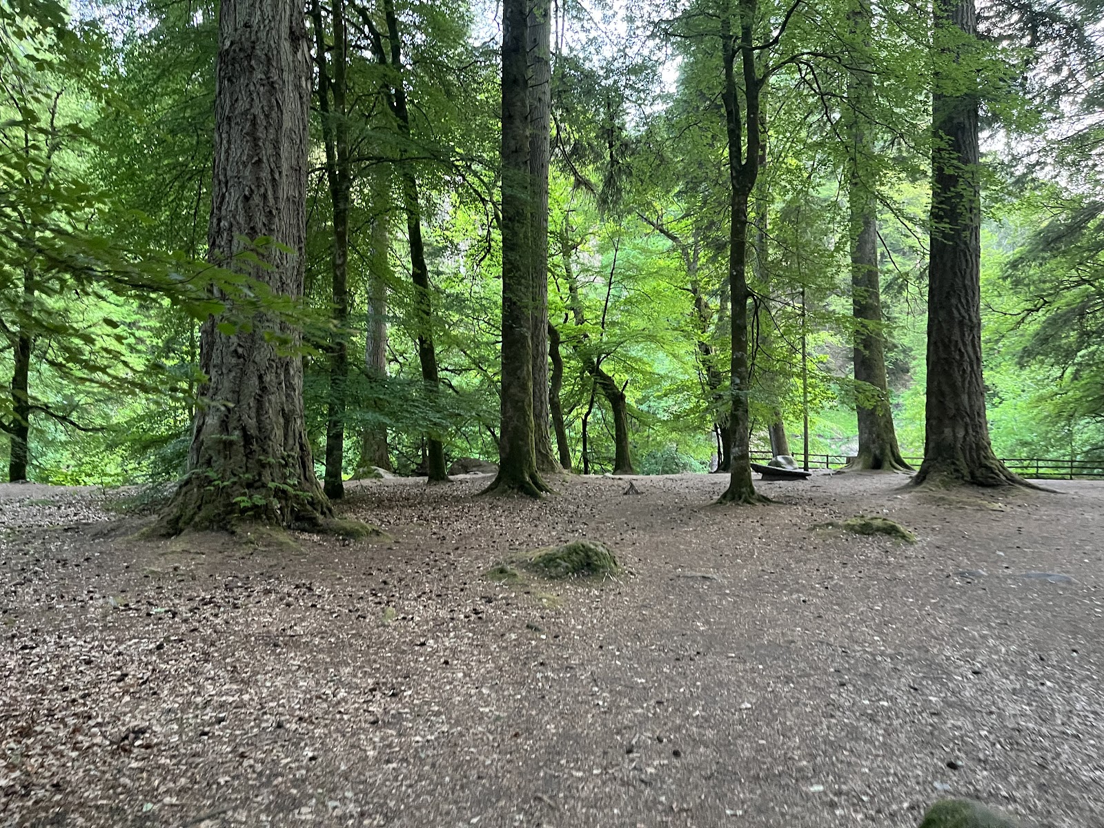 Craigvinean Forest (2026) – Best of TikTok, Instagram & Reddit Travel Guide