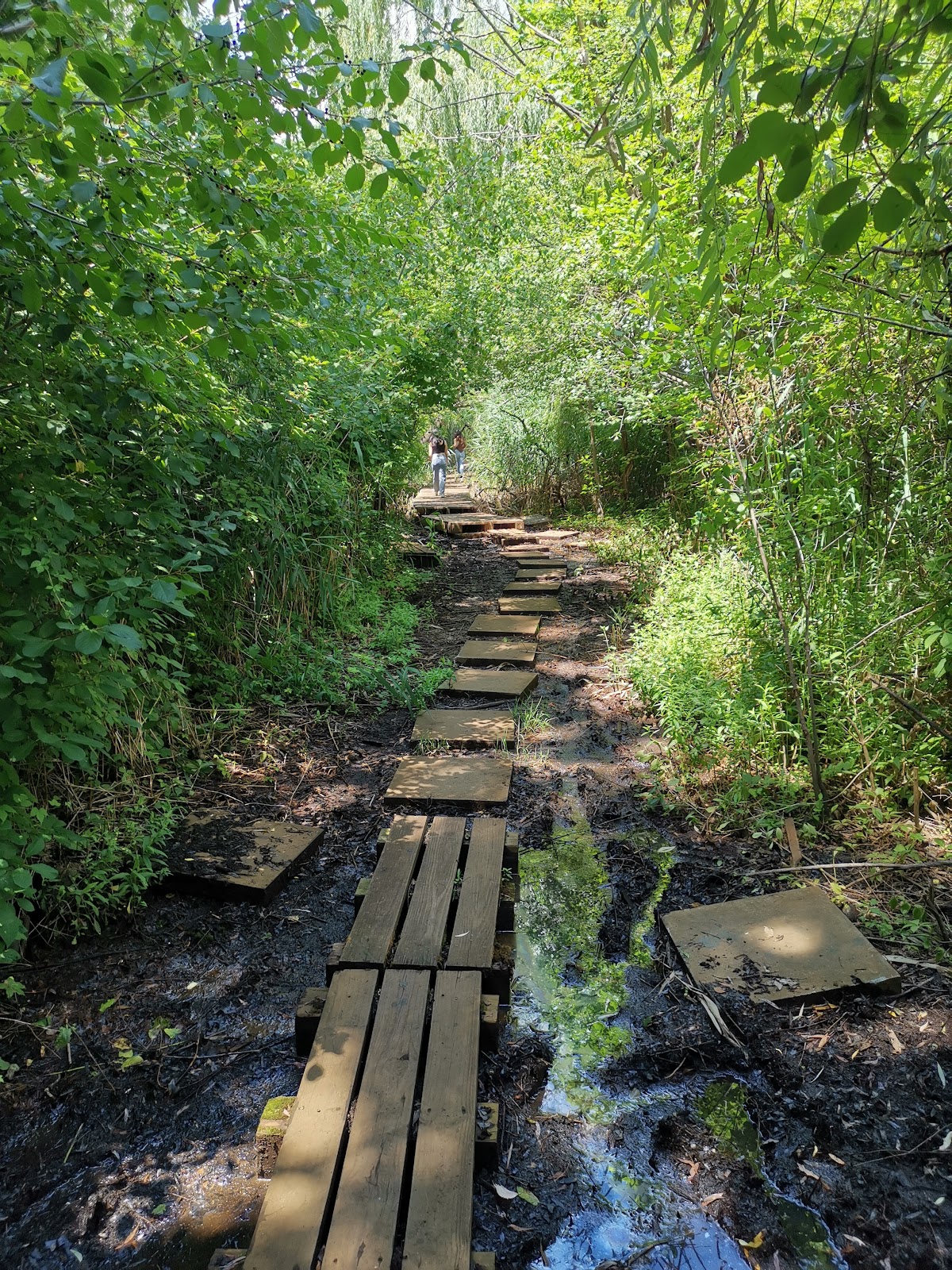 Willow Lake Pat Dolan Trail (2026) – Best of TikTok, Instagram & Reddit ...