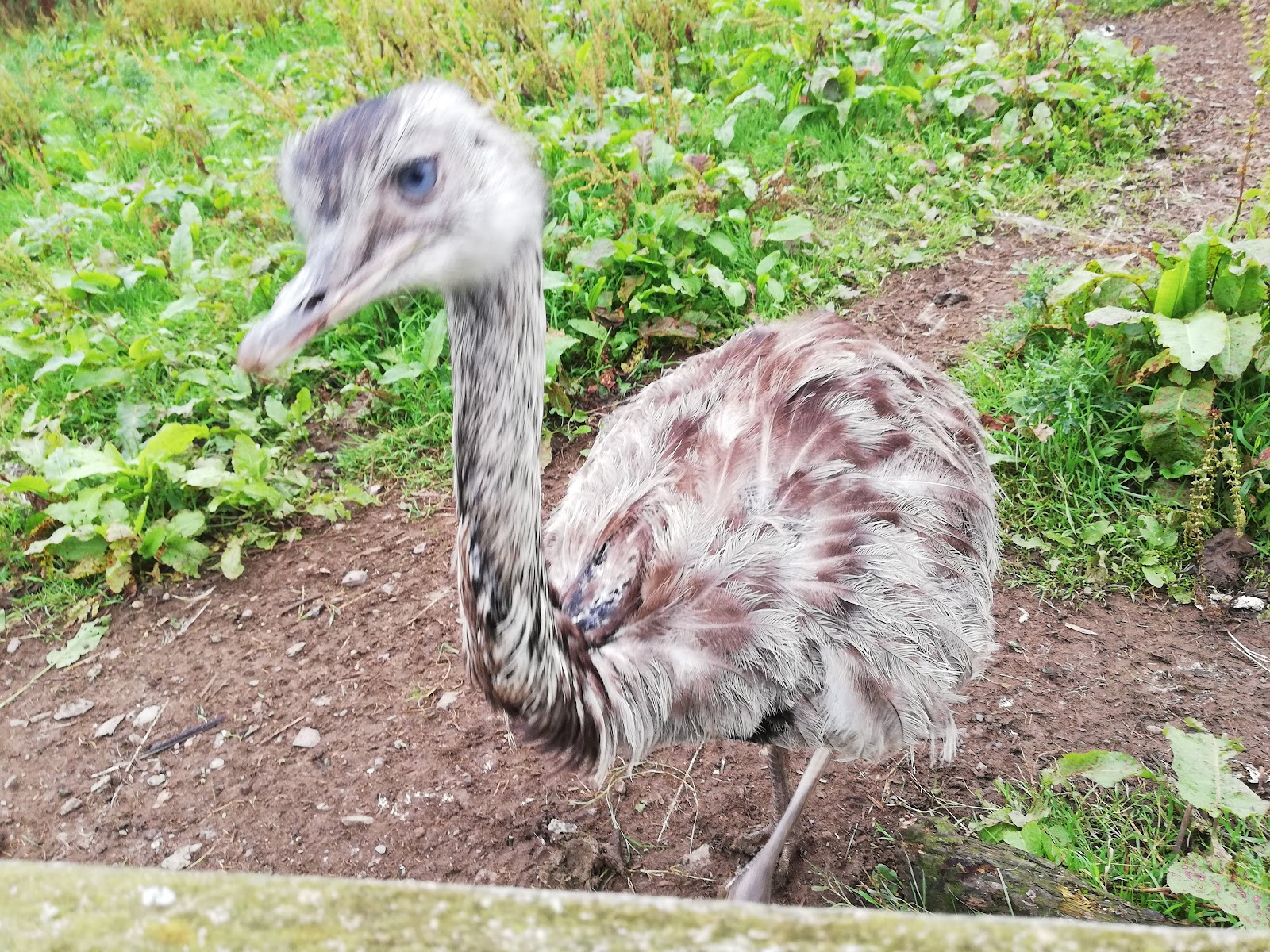 Dwyfor Ranch Rabbit Farm and Animal Park (2026) – Best of TikTok ...
