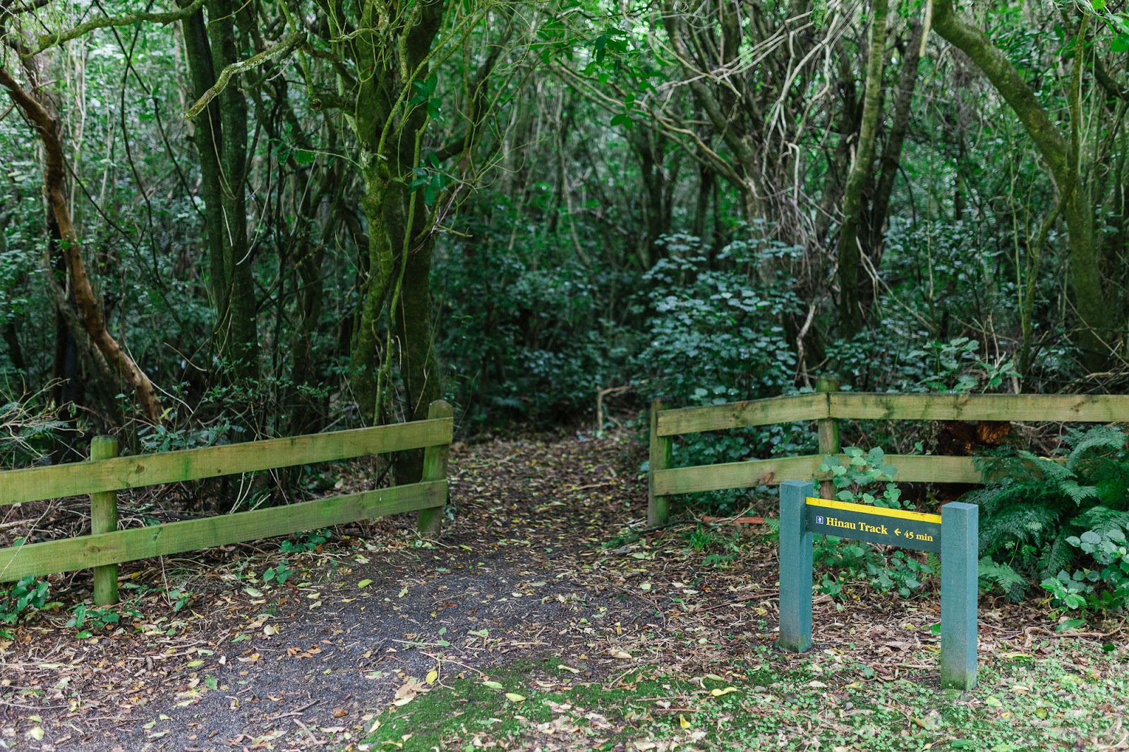 Hinau Track Mt Fyffe (2026) – Best of TikTok, Instagram & Reddit Travel ...