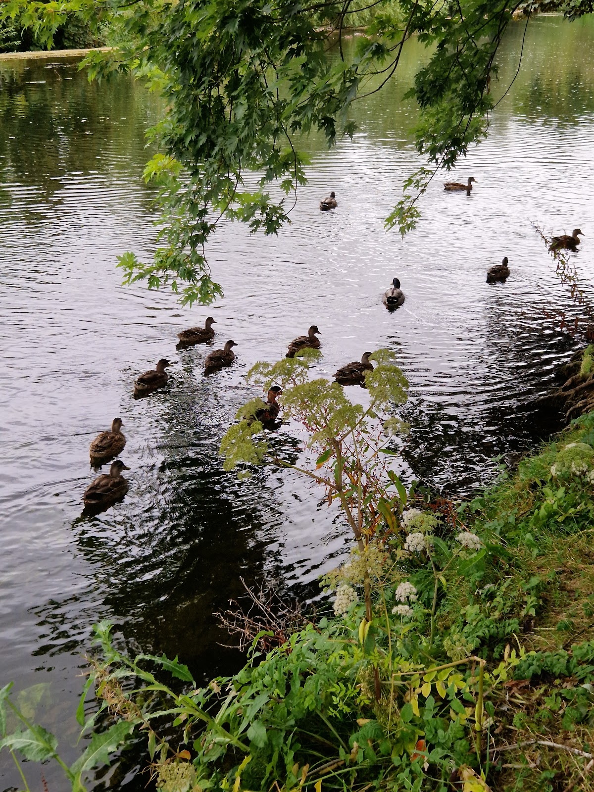 Bagenalstown Riverside (2026) – Best of TikTok, Instagram & Reddit ...