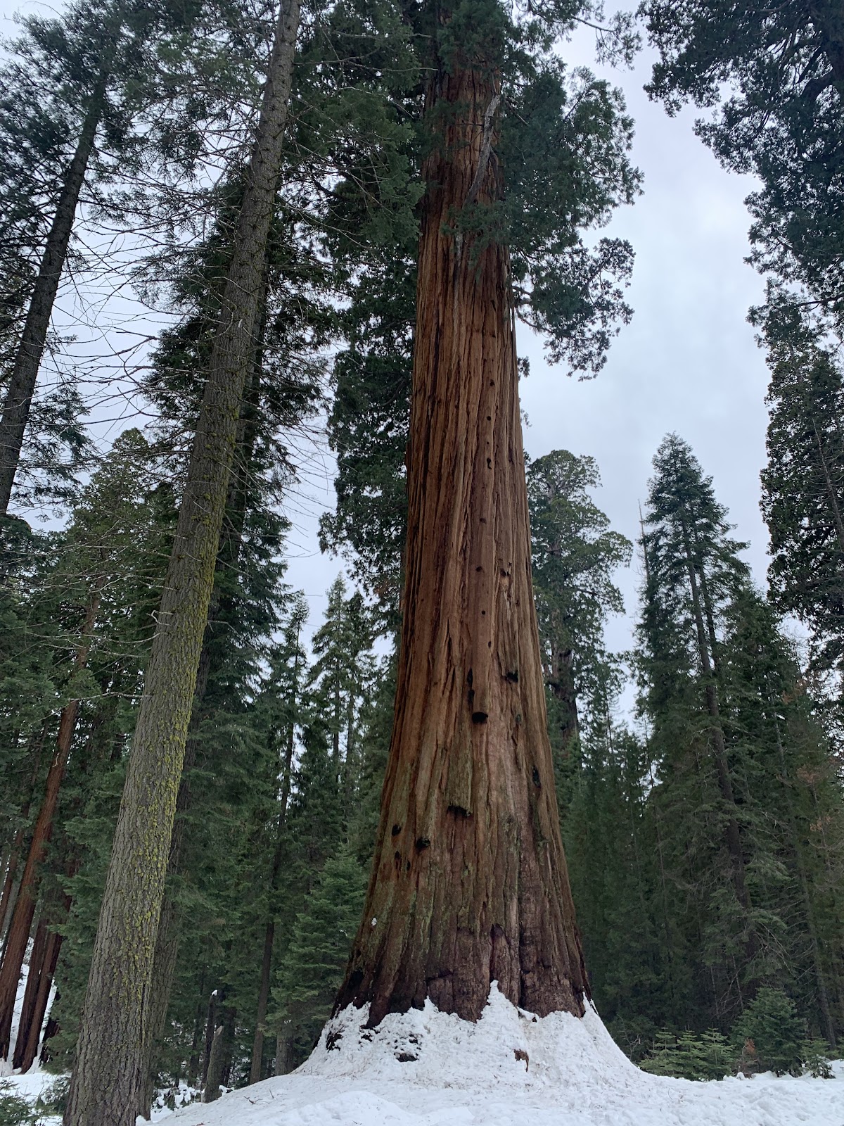 Crescent Meadow Sequoia National Park (2026) – Best of TikTok ...
