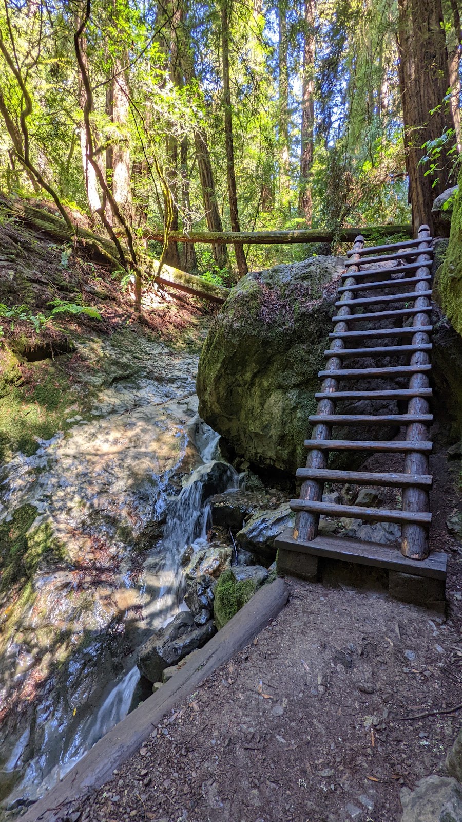 Steep Ravine Trail Stinson Beach (2026) – Best of TikTok, Instagram ...