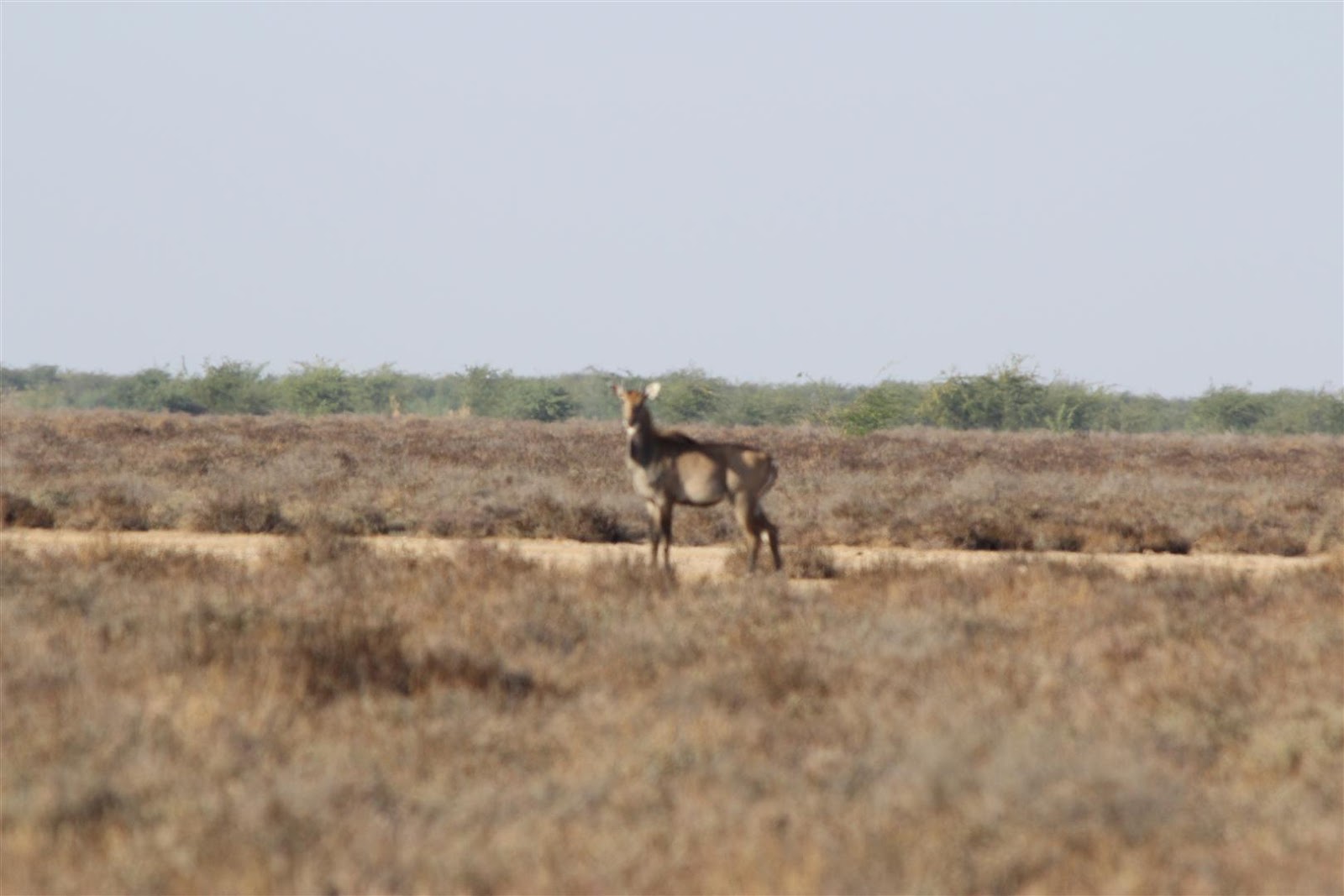 Chari Dhand Wetland Reserve Kutch (2026) – Best of TikTok, Instagram ...