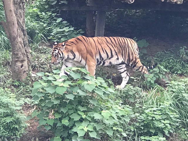 Youngor Zoo Ningbo (2026) – Best of TikTok, Instagram & Reddit Travel Guide