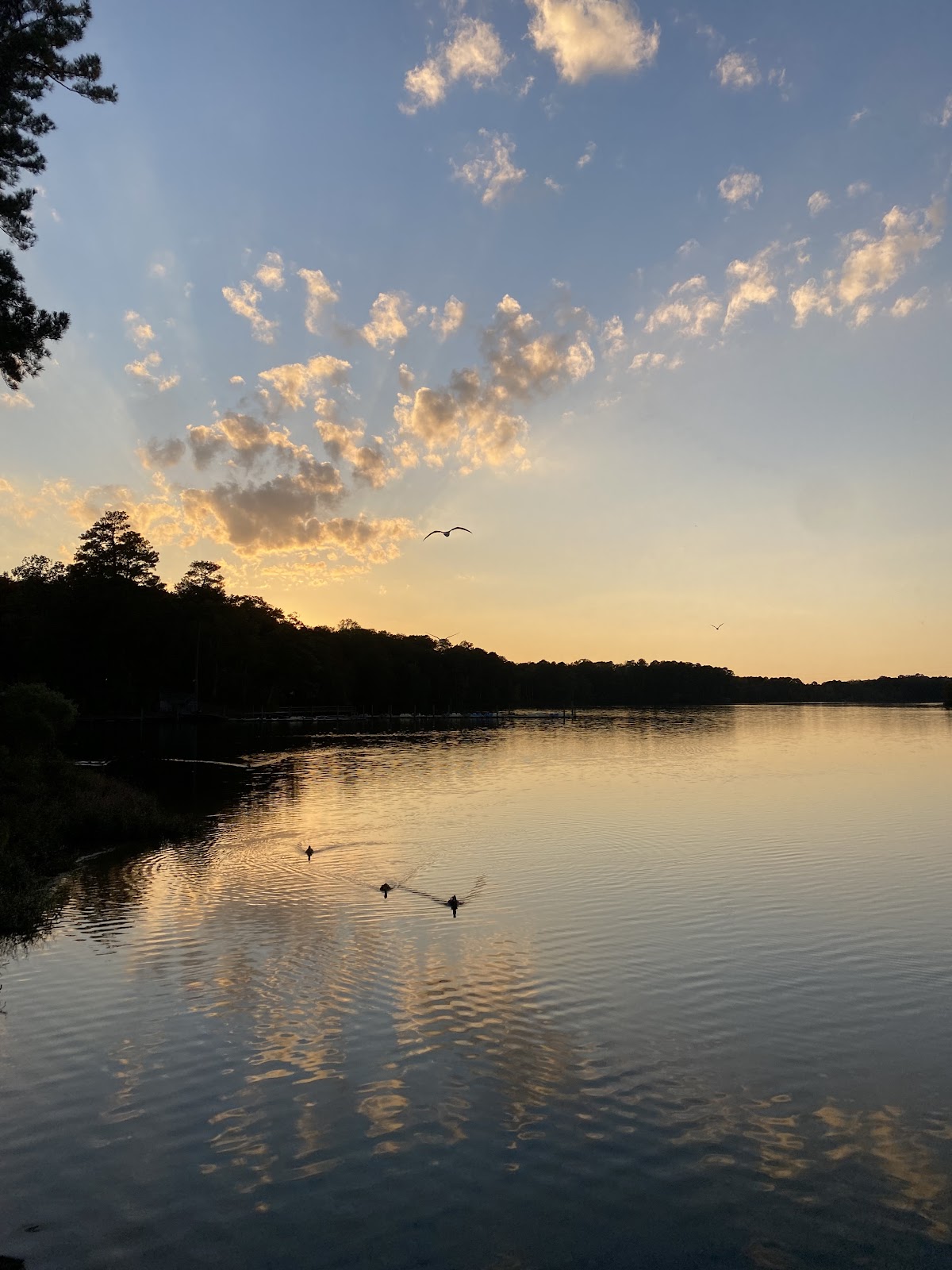 Lee Hall Reservoir (2026) – Best of TikTok, Instagram & Reddit Travel Guide