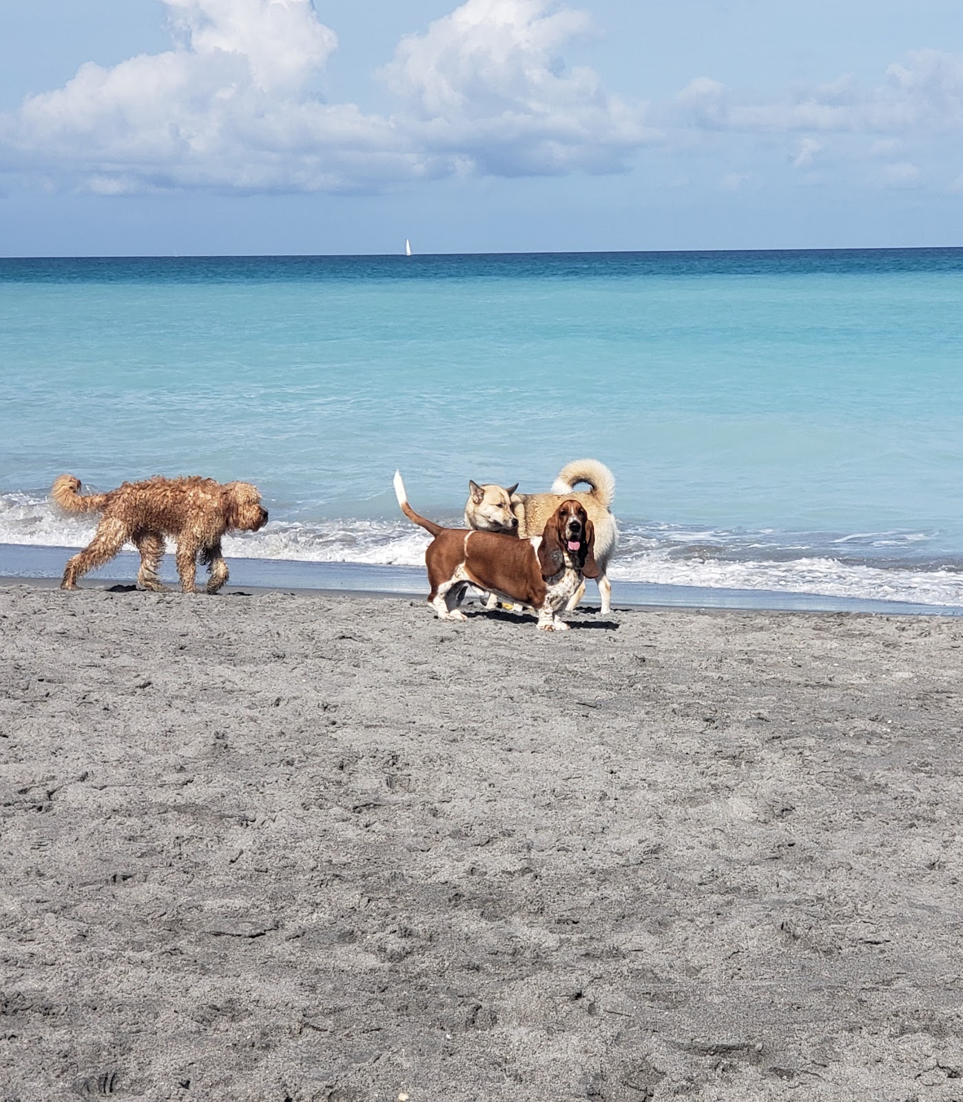Jupiter Dog Beach (2026) – Best of TikTok, Instagram & Reddit Travel Guide