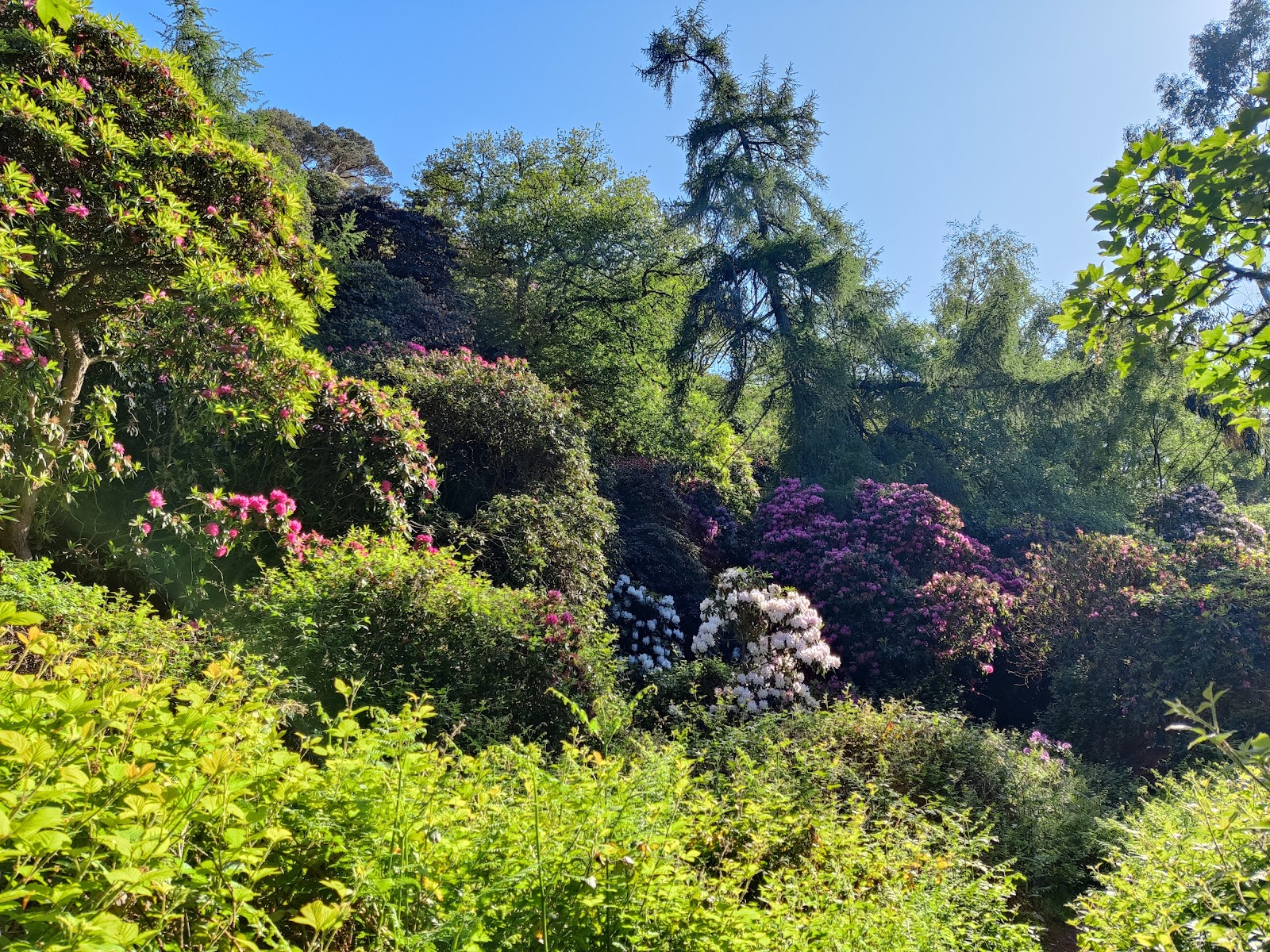Howth Castle Rhododendron Gardens (2026) – Best of TikTok, Instagram ...