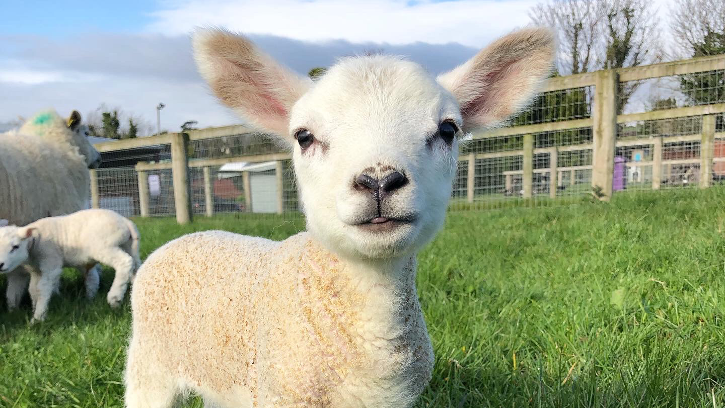 Glenroe Farm (2026) – Best of TikTok, Instagram & Reddit Travel Guide