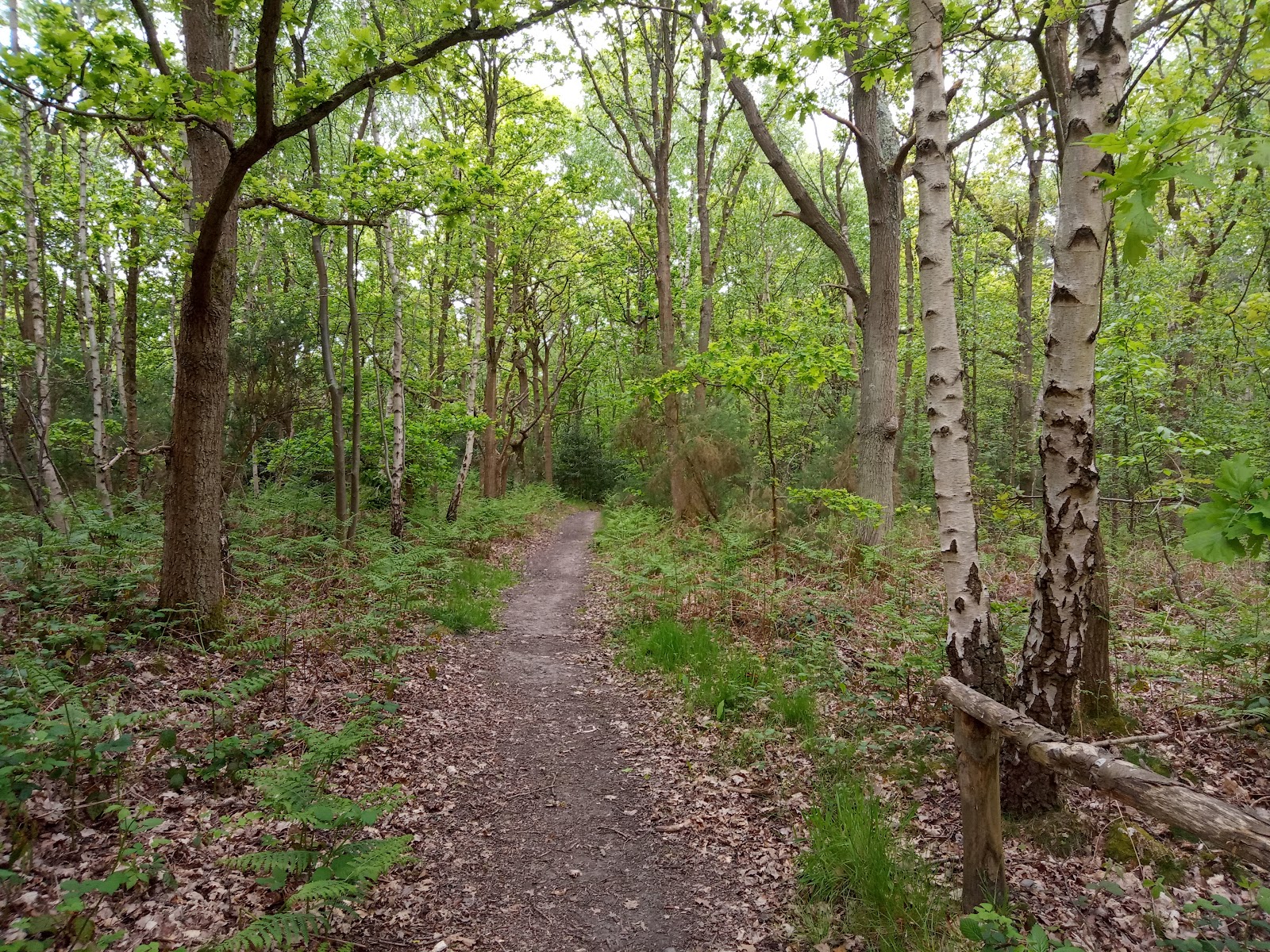 Hayes Common (2026) – Best of TikTok, Instagram & Reddit Travel Guide