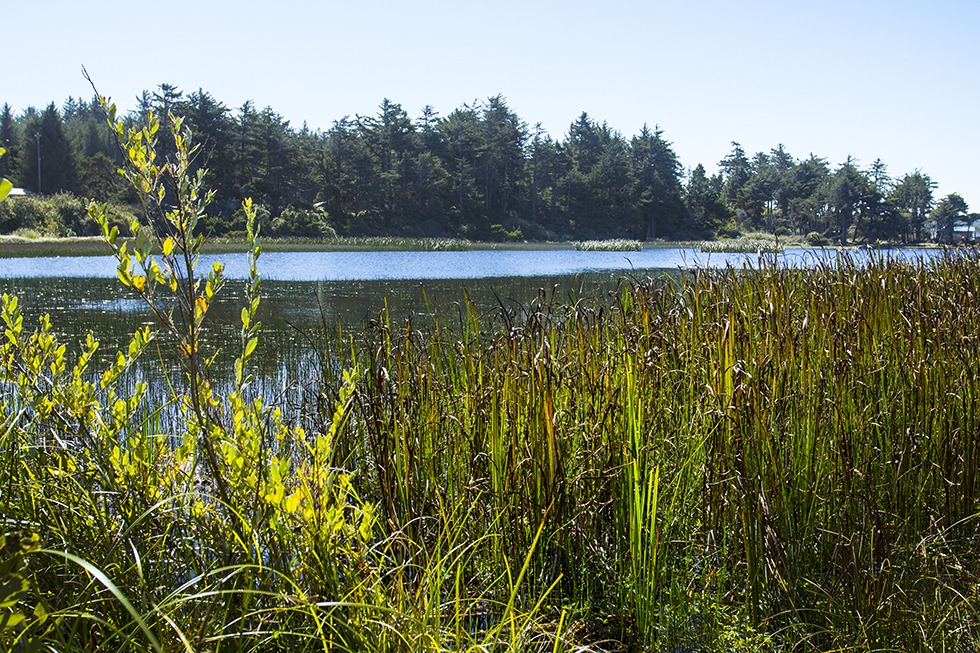 Floras Lake Oregon (2026) – Best of TikTok, Instagram & Reddit Travel Guide