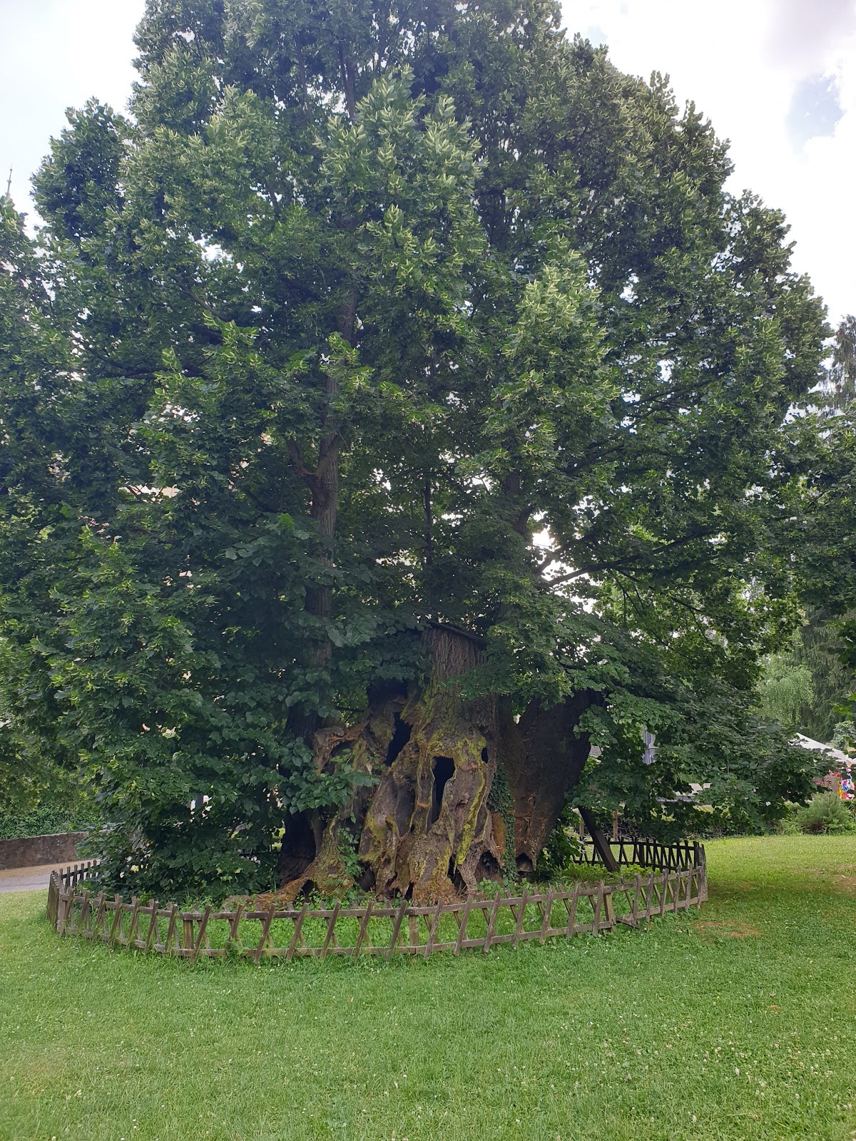 King Matthias' Linden (2025) – Best of TikTok, Instagram & Reddit ...