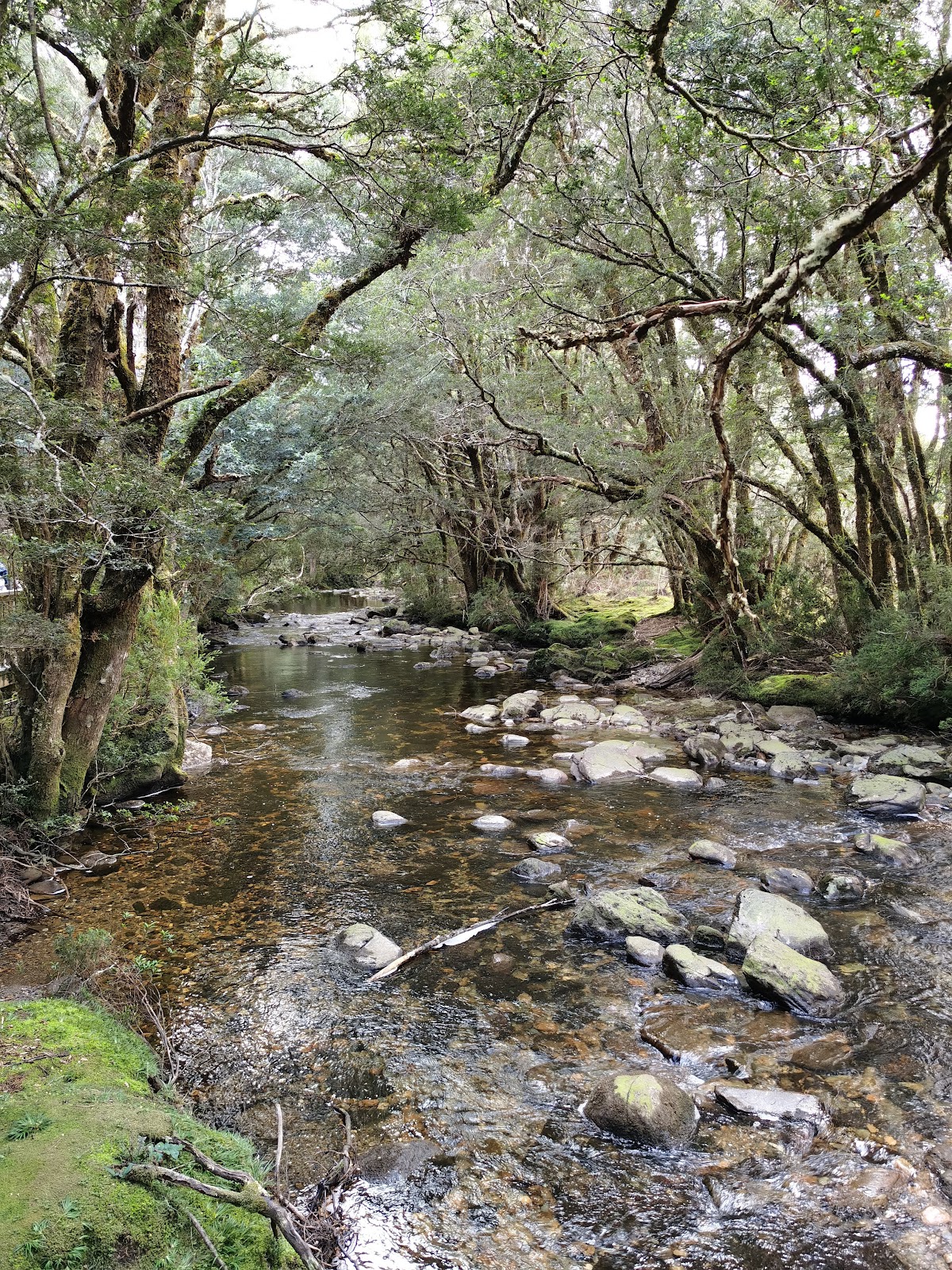 Enchanted Walk Cradle Mountain (2026) – Best of TikTok, Instagram ...