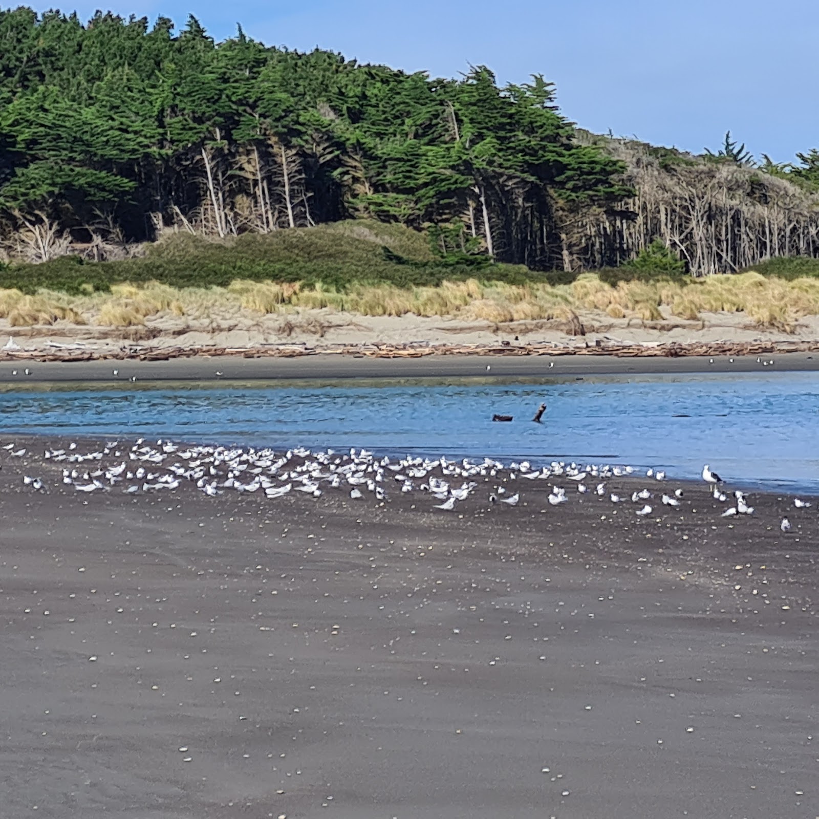 Manawatū Estuary Foxton (2026) – Best of TikTok, Instagram & Reddit ...