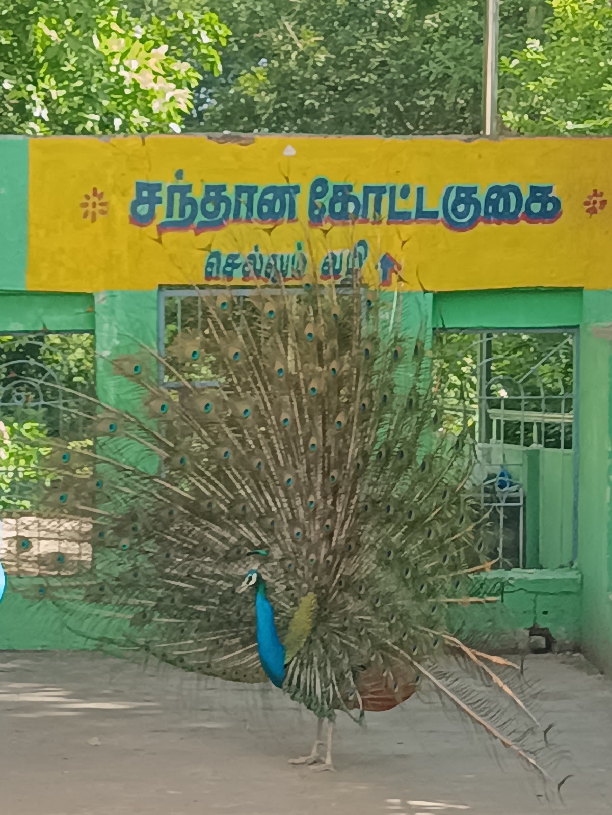 Viralimalai Peacock Sanctuary (2025) – Best of TikTok, Instagram ...
