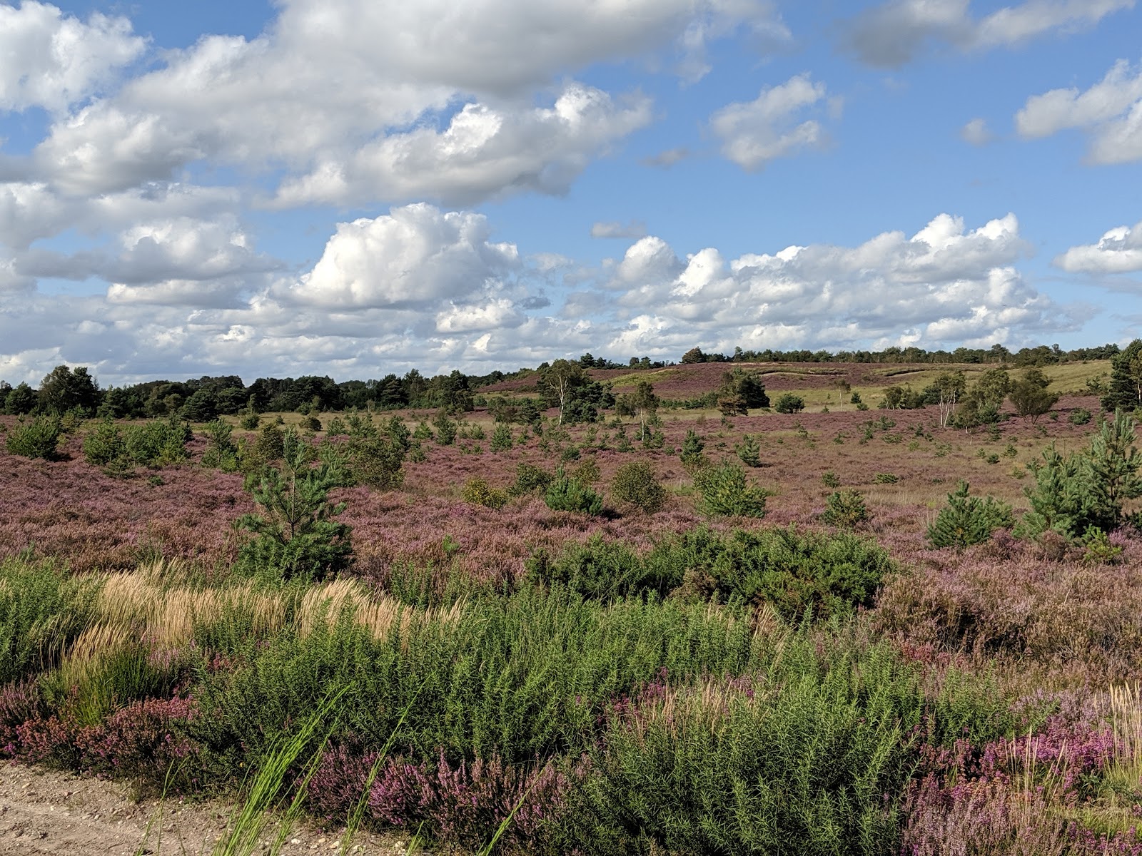 Chobham Common (2026) – Best of TikTok, Instagram & Reddit Travel Guide