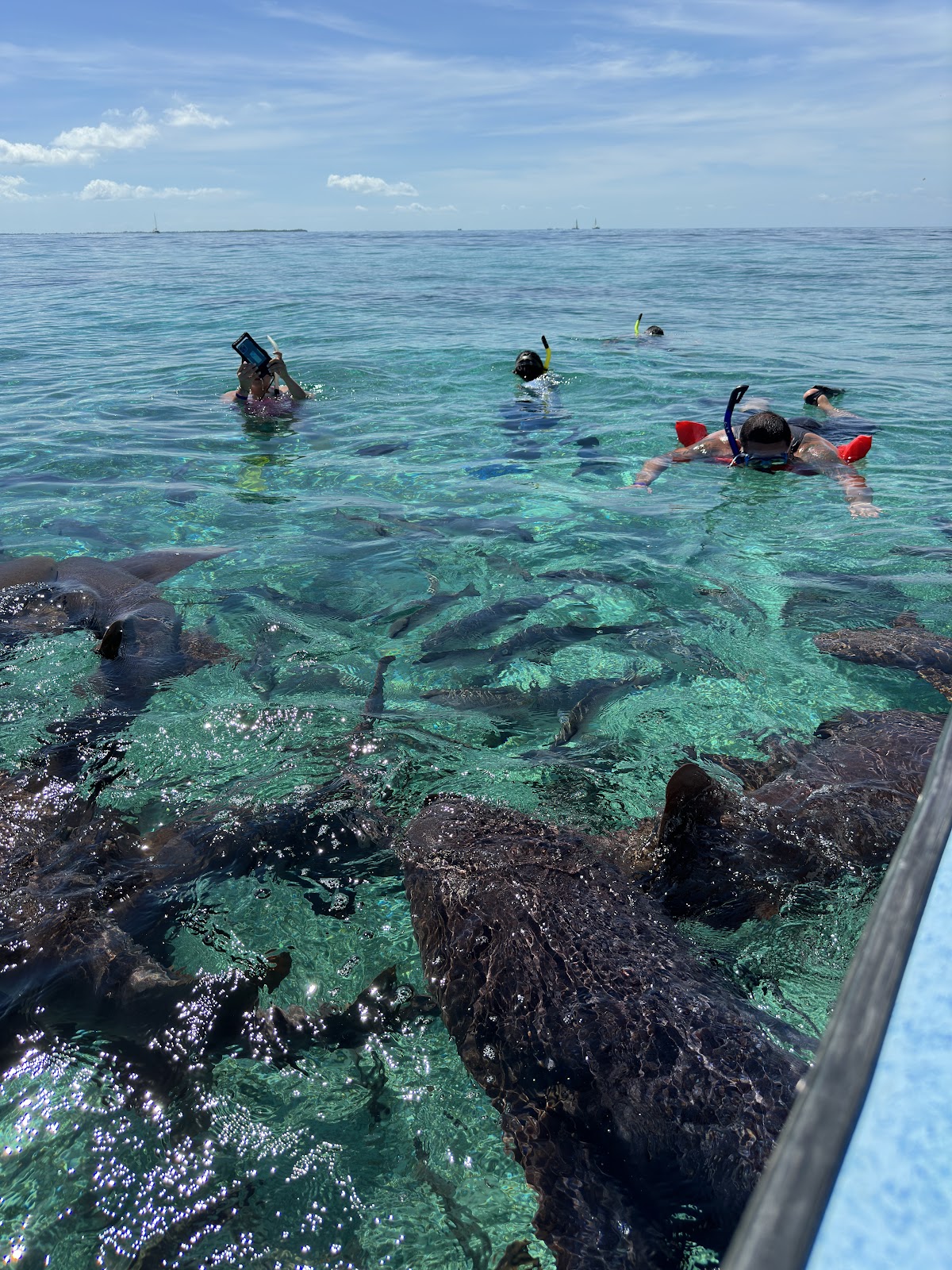 Shark Ray Alley Belize (2026) – Best of TikTok, Instagram & Reddit ...