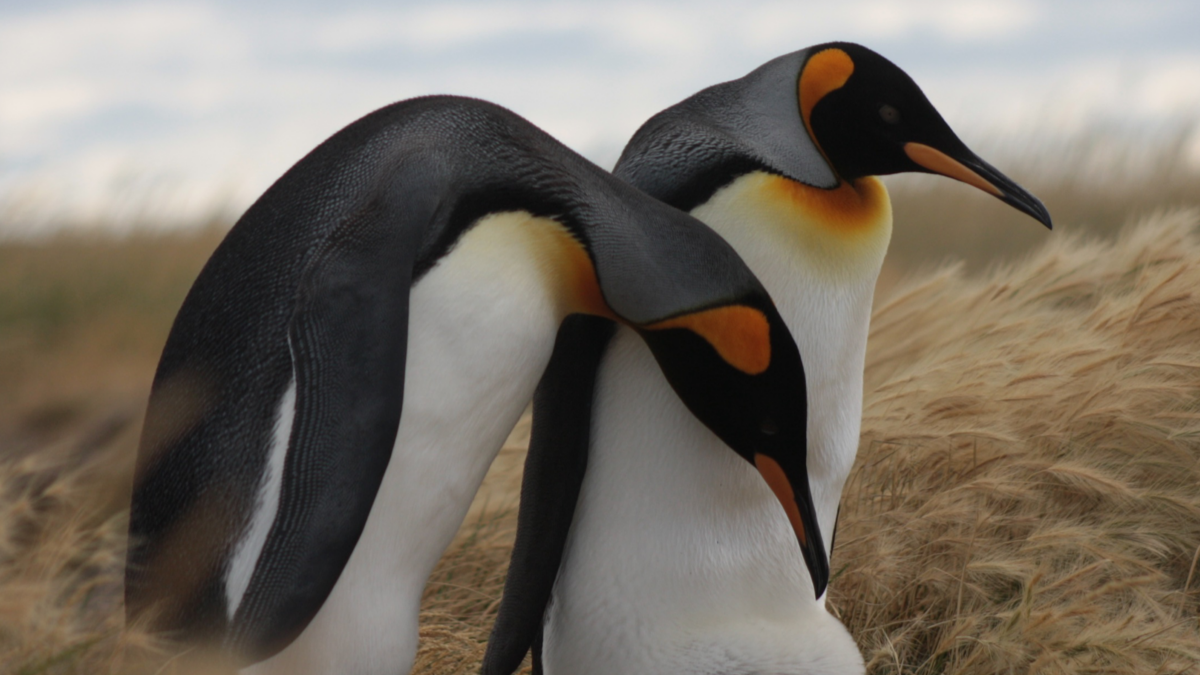 King Penguin Park (Parque Pingüino Rey) (2026) – Best of TikTok ...