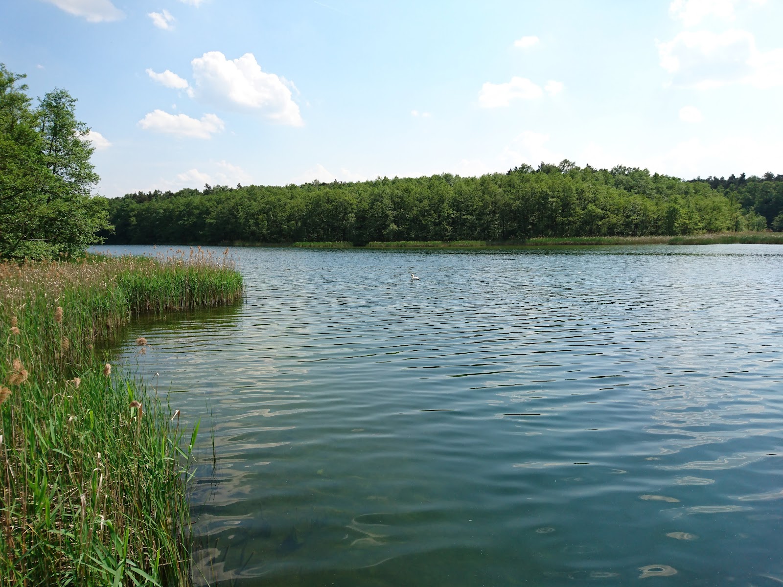 Lake Strzeszynek (2025) – Best of TikTok, Instagram & Reddit Travel Guide