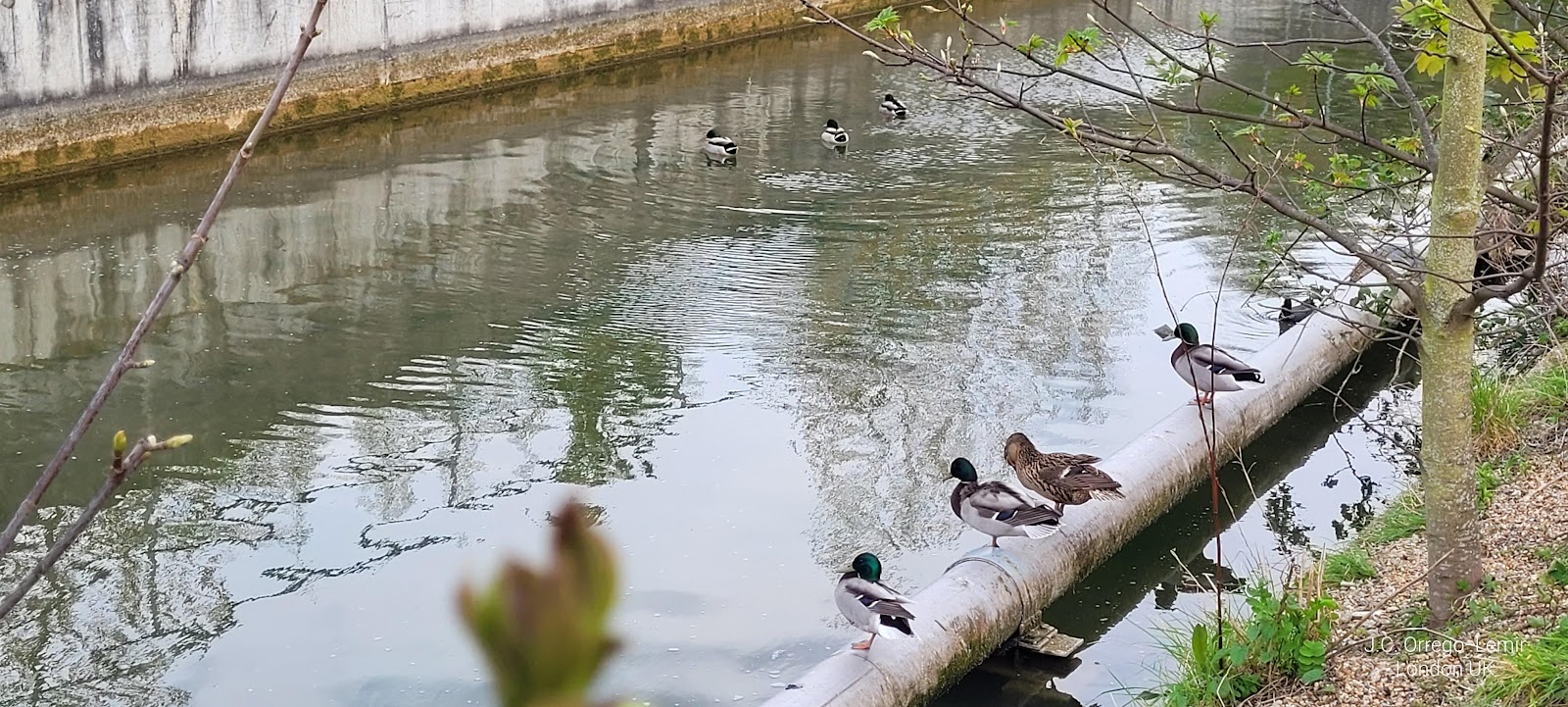 New River Path Enfield (2026) – Best of TikTok, Instagram & Reddit ...